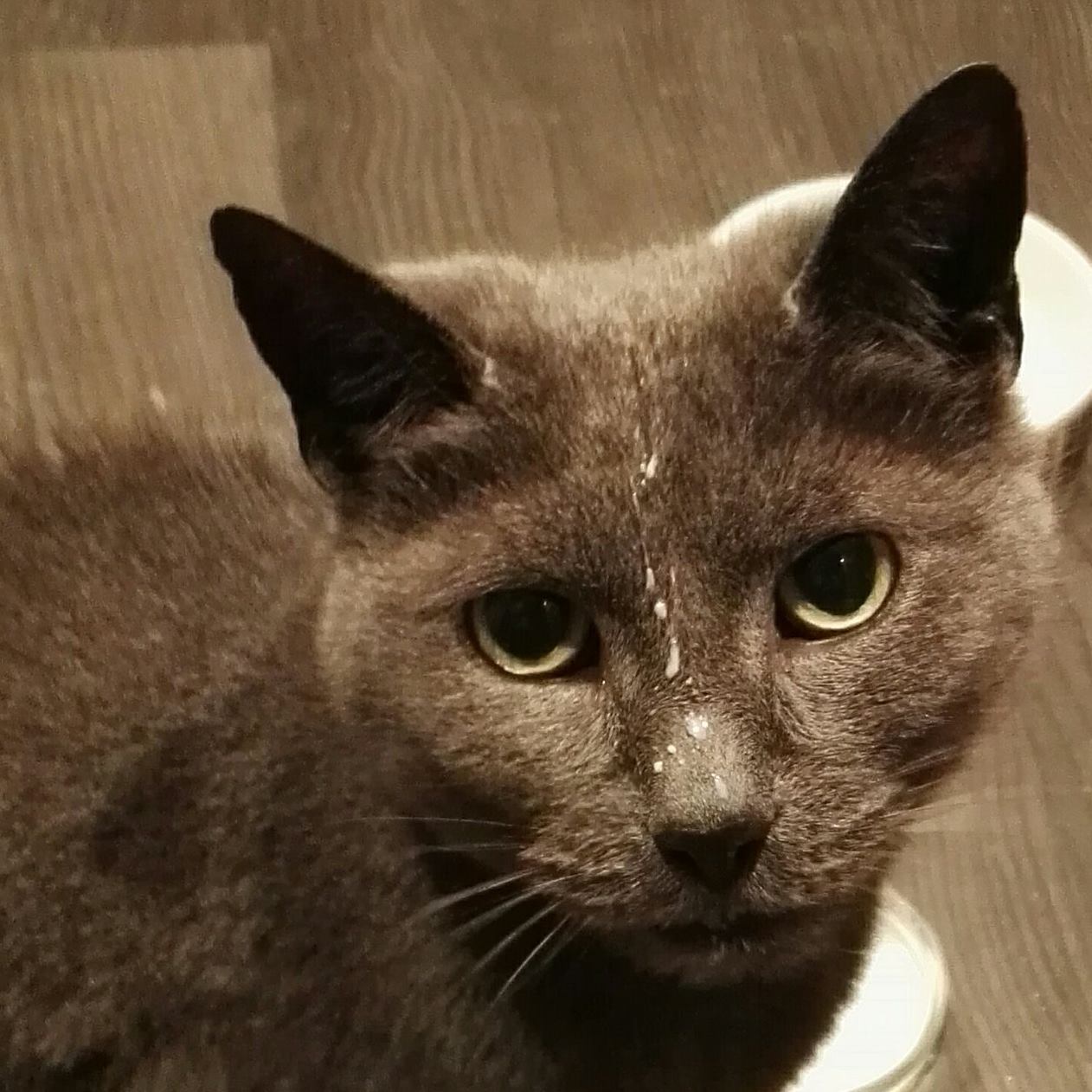 gizzie - lisa bennett - Your Cat