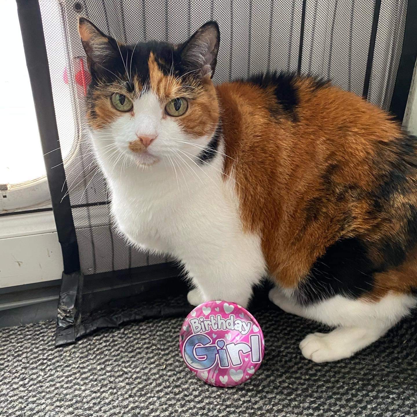 Mitzi - Julia Redmond - Your Cat