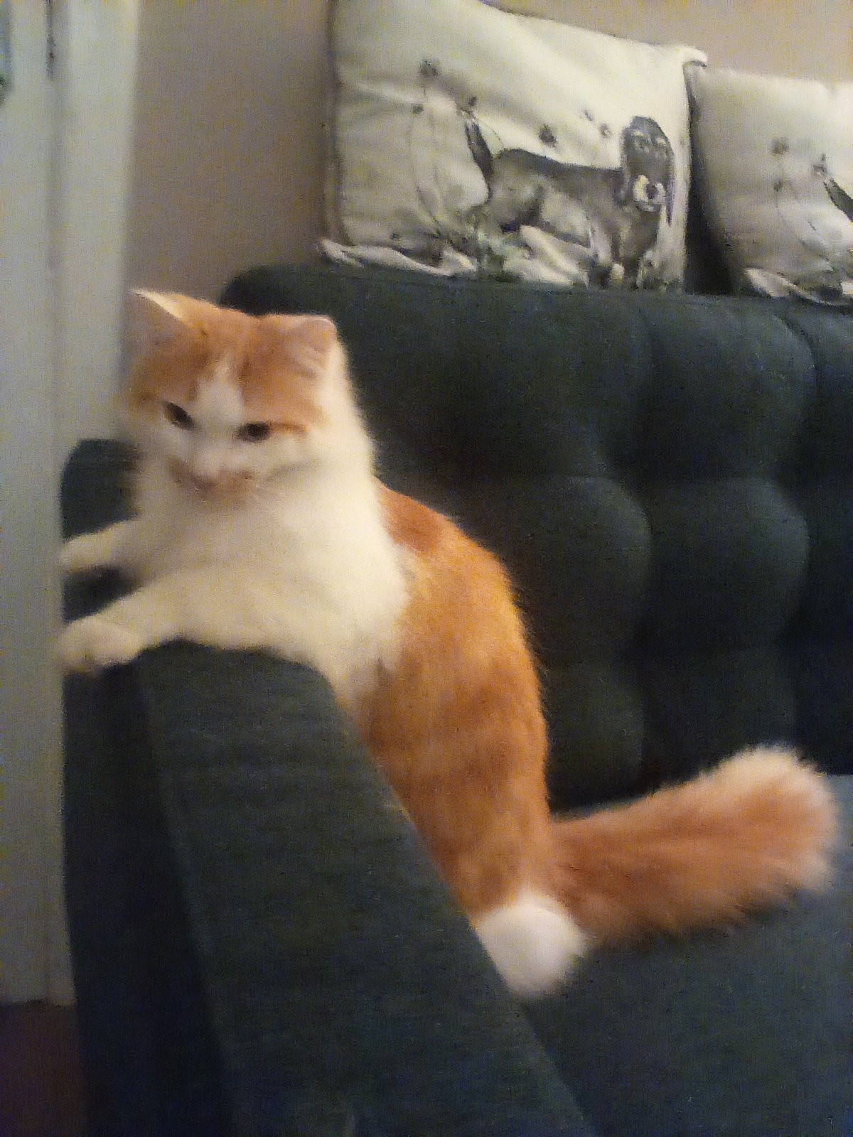 Teasel - Rachel Harrison - Your Cat