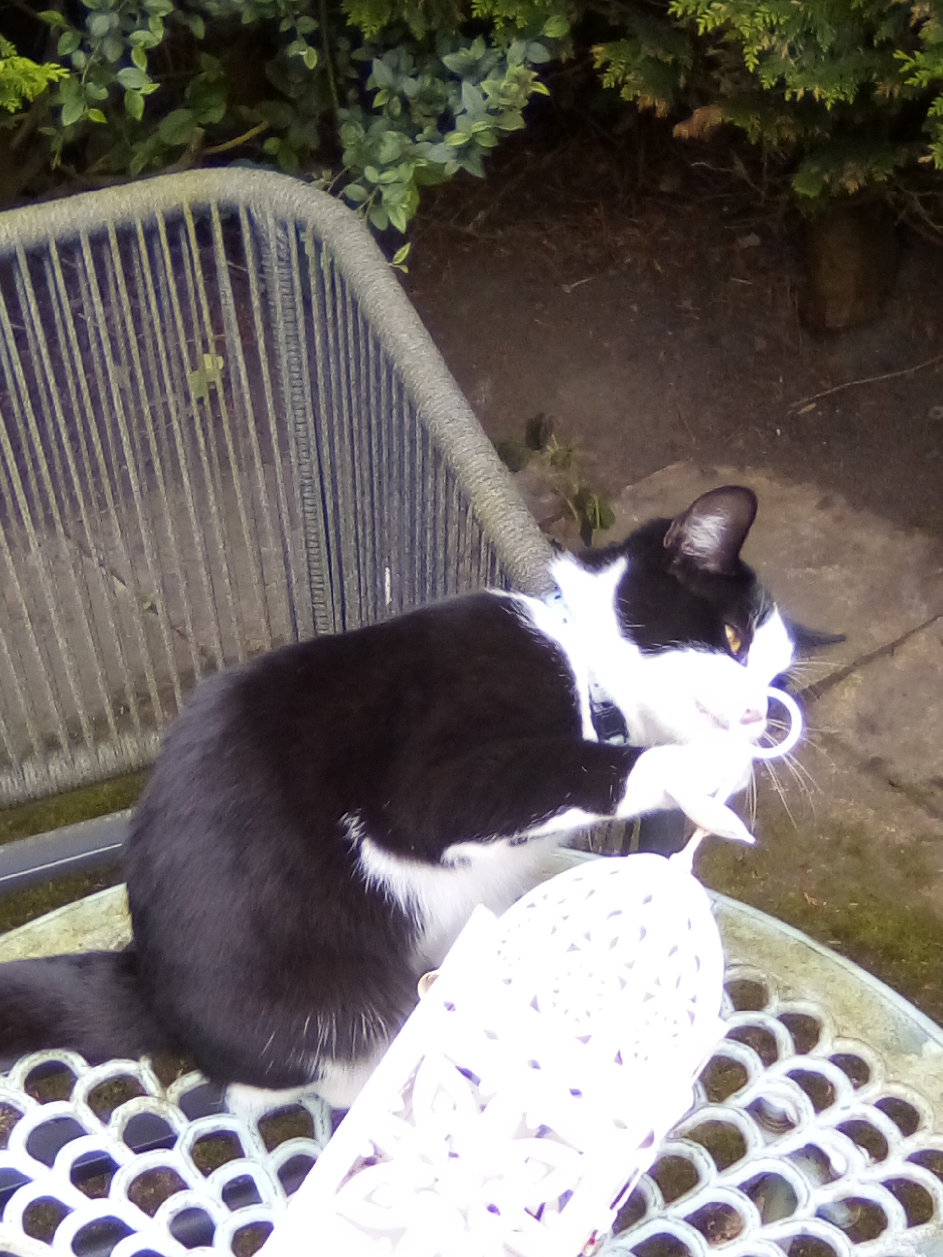 Scamp - Brian Stabler - Your Cat