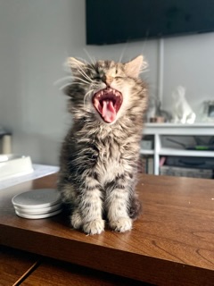 Comet - Stephanie Greig - Your Cat