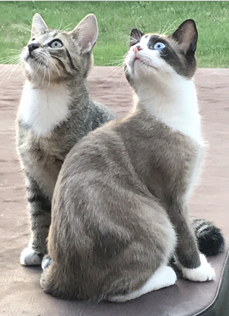 Ozzy and Misty - Tina Stuart - Your Cat