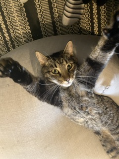 Ziggy - Jemma Cleaton - Your Cat