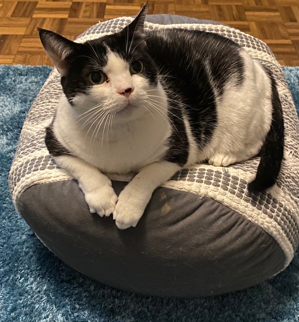 Mama Lucy - Angie Davidson - Your Cat