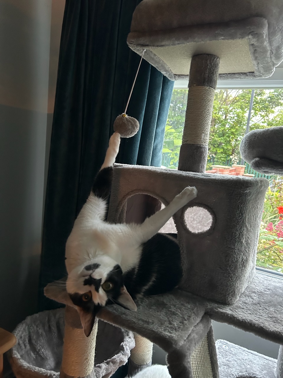 Poppy - Claire Trevor - Your Cat