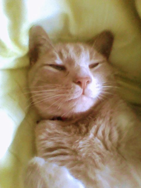 Teddie - Brian Stabler - Your Cat