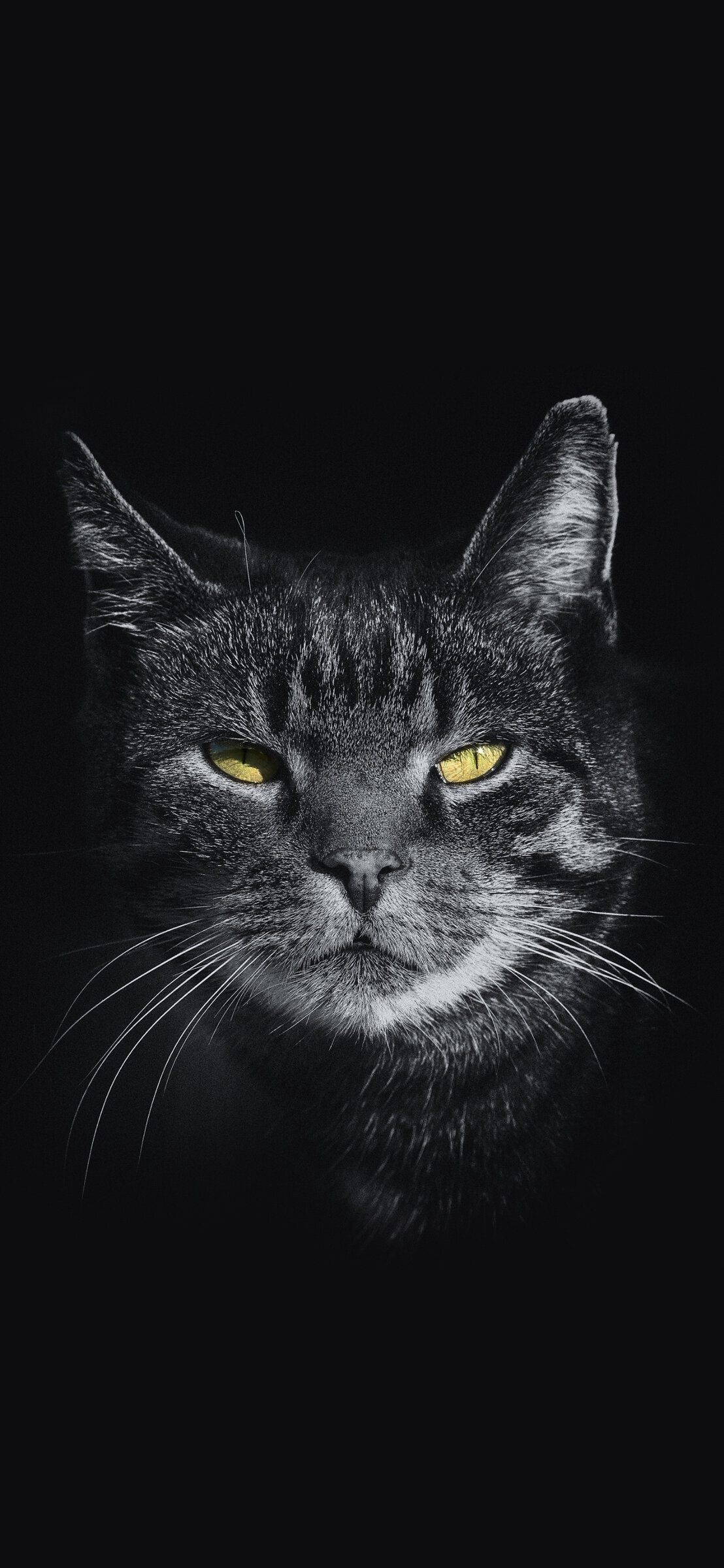 Jet - Jean Maguire - Your Cat