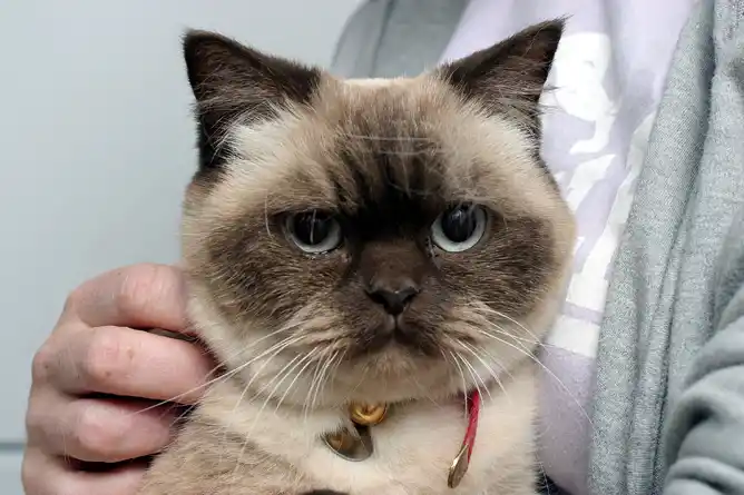 Why doesn't my cat purr? - Your Cat Why doesn't my cat purr? - Your Cat