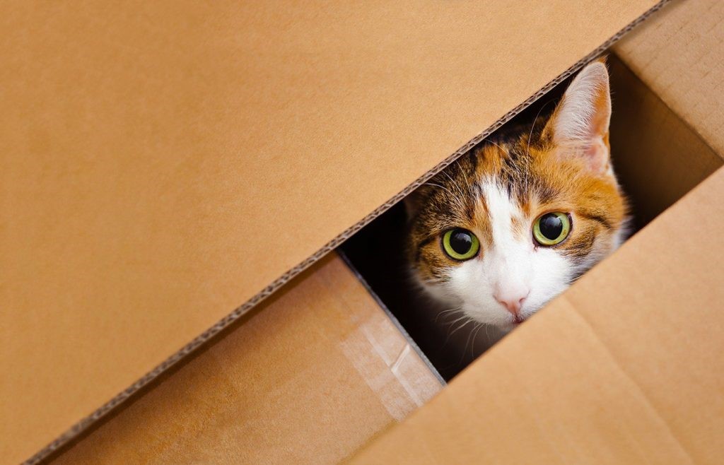 How to quickly find your lost cat or kitten - Your Cat