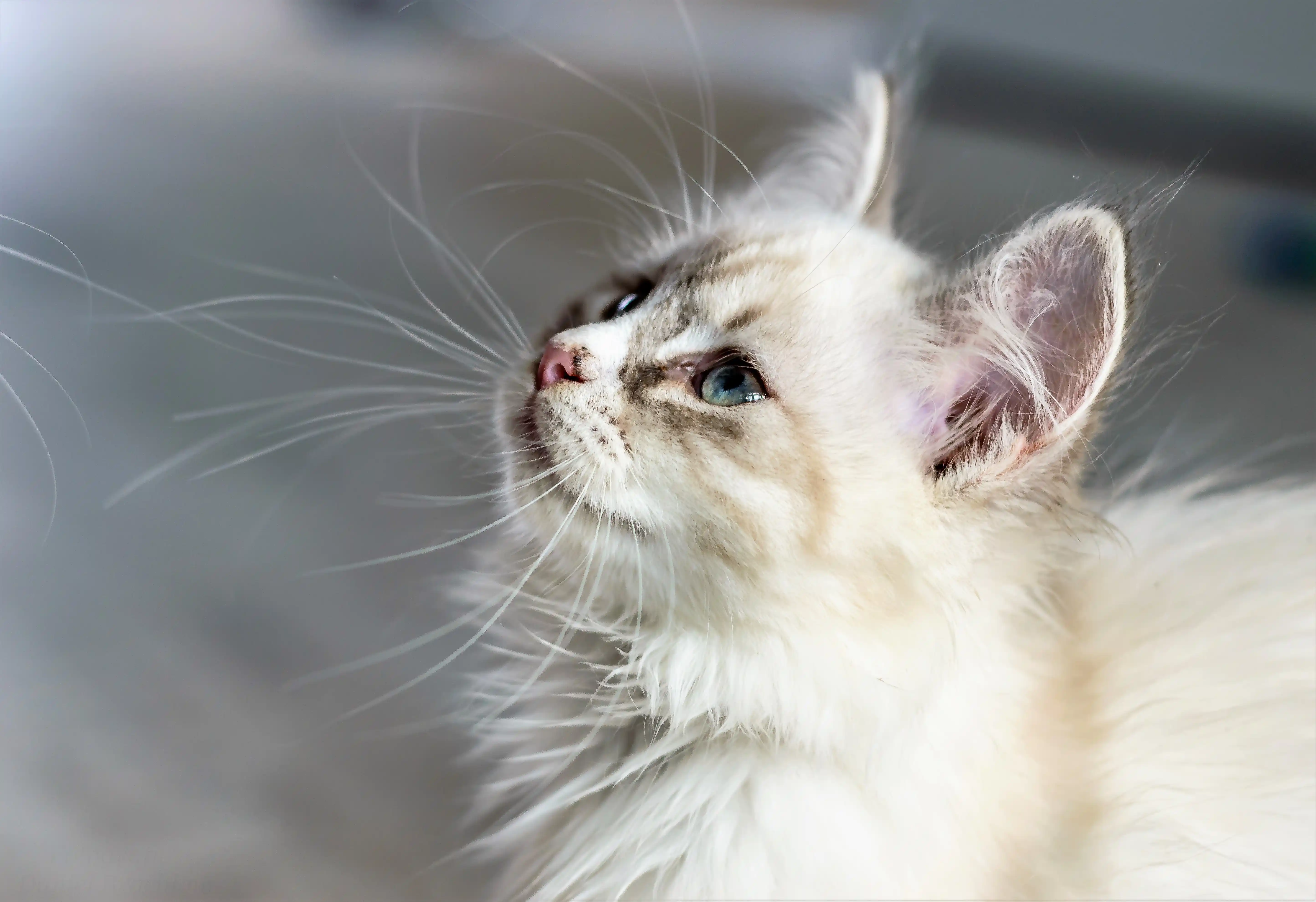 do kittens get fluffier