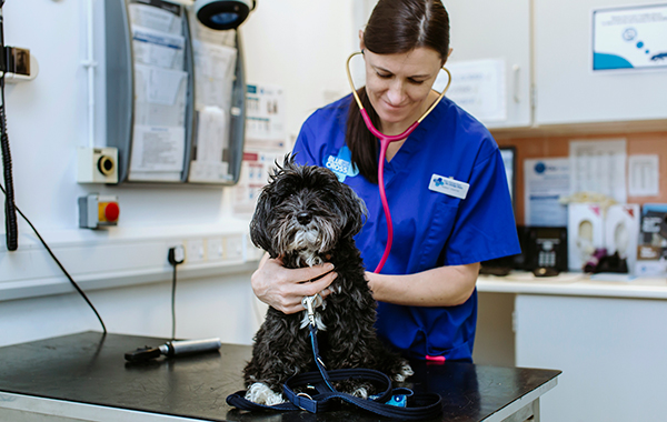 Pet charity donates ventilators to NHS - Your Dog